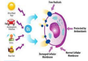 บริการทดสอบฤทธิ์ยับยั้งอนุมูลอิสระ (Anti-Oxidant)