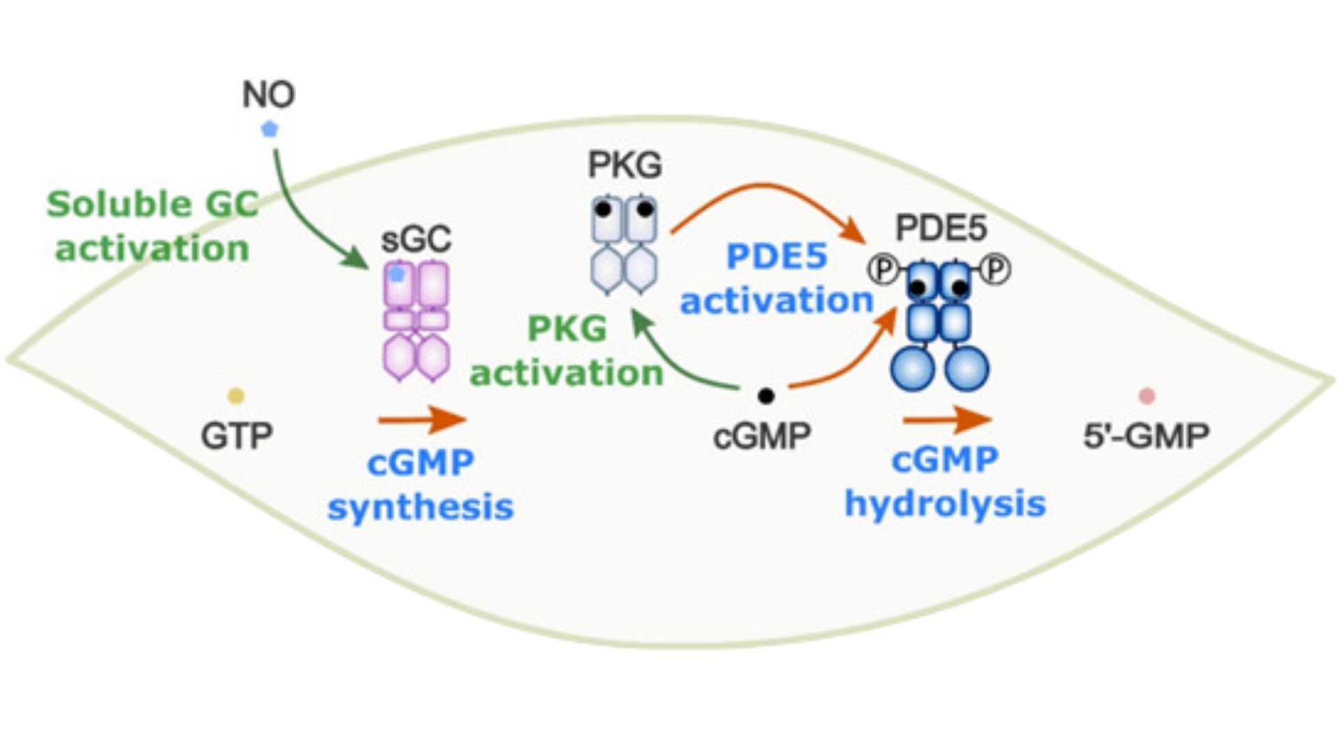 Test for the Inhibitory Effect of Enzyme Phosphodiesterase or ...