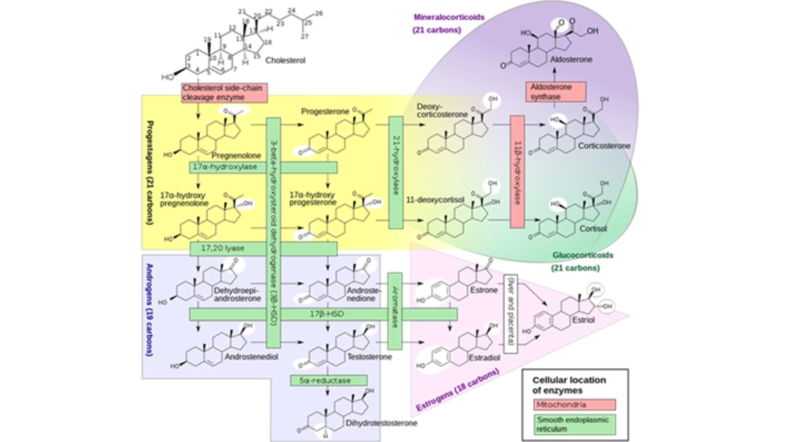 บริการทดสอบฤทธิ์ยับยั้งเอนไซม์ 5α-Reductases หรือ 5-alpha-reductase