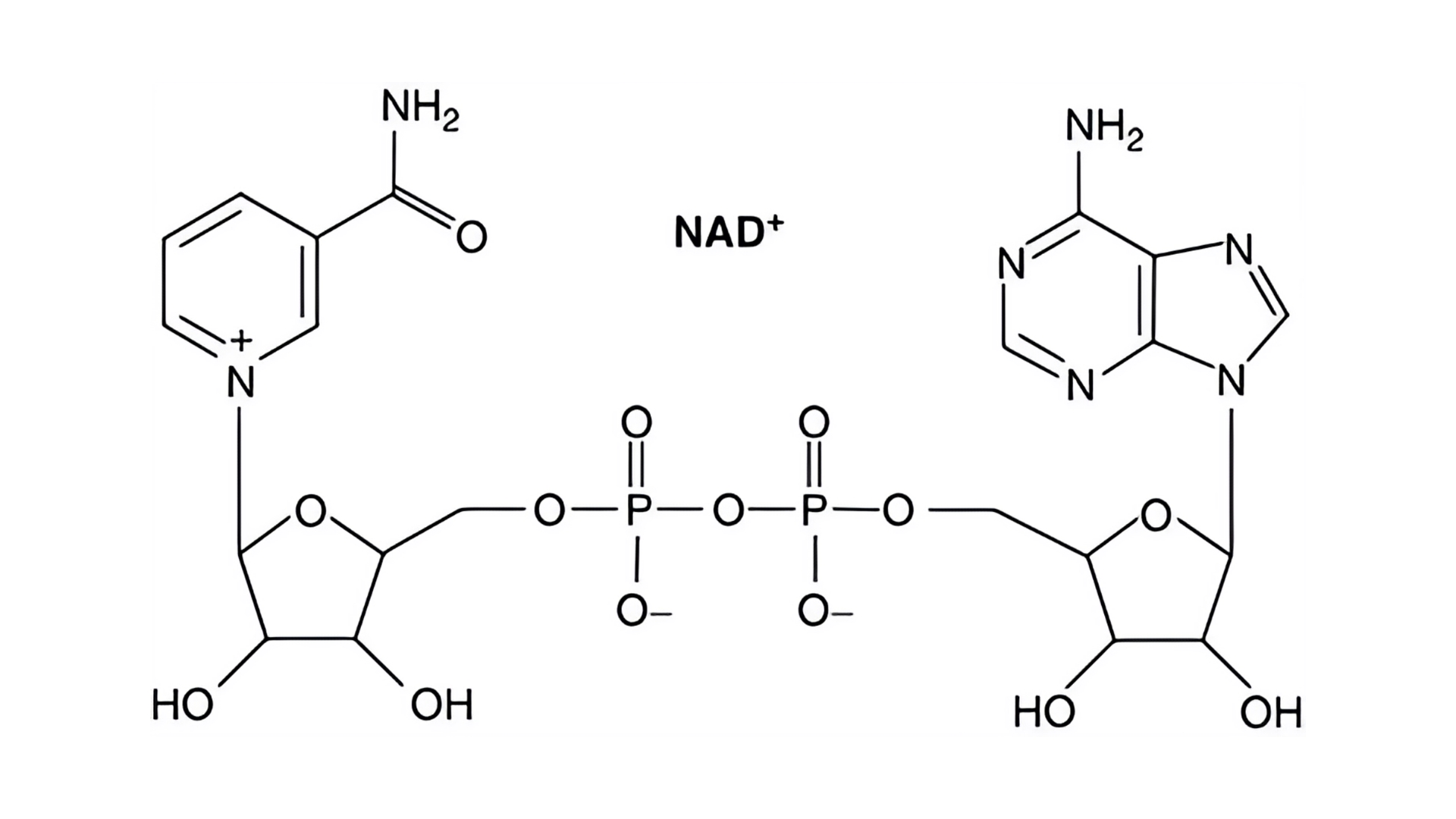 NAD + Quantification Service by HPLC Technique